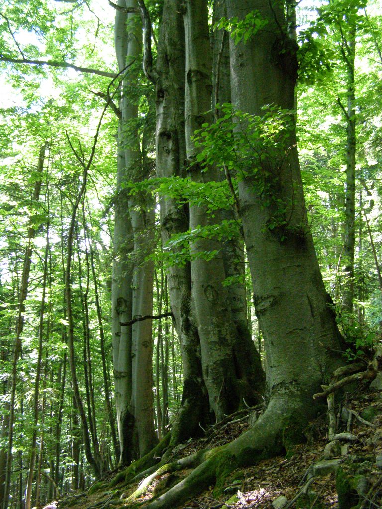 Lesné spoločenstvá – PIENAP